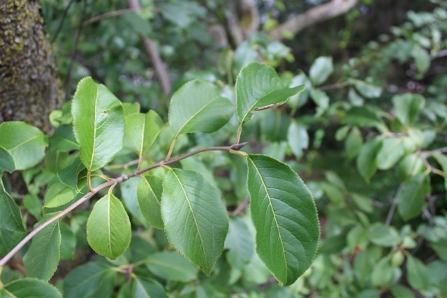 Viburnum lentago (Nannyberry) – Mount Royal Seeds